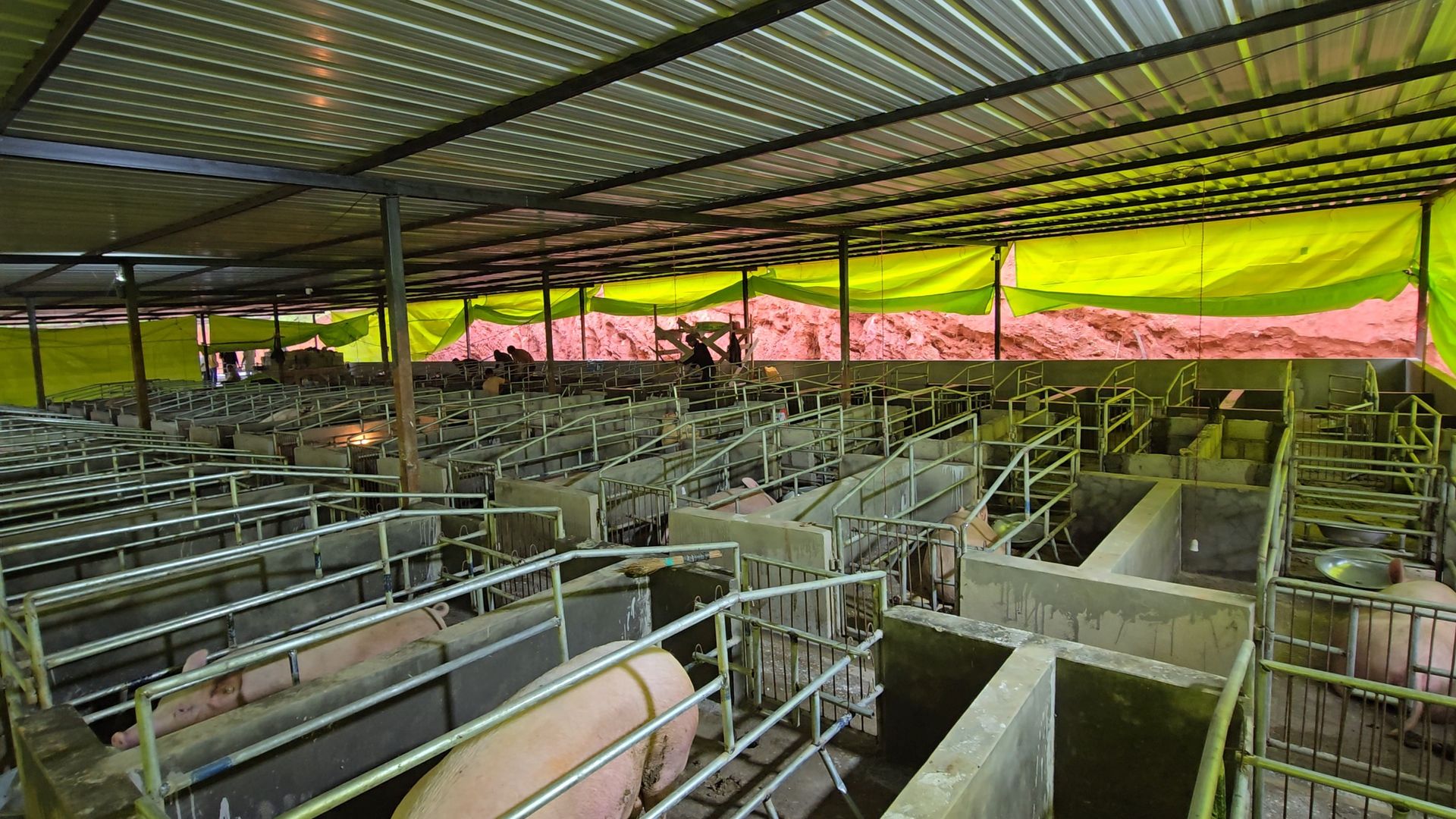 Home | Swastik Pig Farm